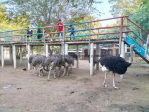 Rana Resort & Safari Park: Top Attractions - Pak Geography